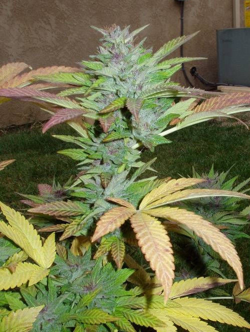 Shiskaberry outdoor color bud – Fleur du Mal Seeds